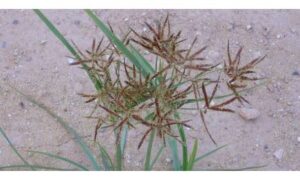 15 Types of Nutsedge (With Pictures) - AMERICAN GARDENER