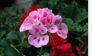 10 Types of Pink Geranium Varieties (With Pictures) - AMERICAN GARDENER
