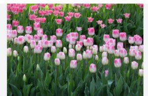 28 Types of Pink Tulips (Varieties) -With Pictures - AMERICAN GARDENER