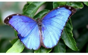 21 Types of Blue Butterfly Species— Identification Guide - AMERICAN ...