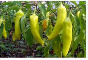 21 Types of Yellow Peppers – Identification Guide - AMERICAN GARDENER