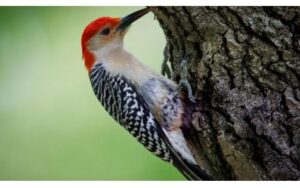 28 Types of Woodpeckers (With Pictures) – Identification Guide ...