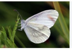 24 Types of White Butterfly Species— Identification Guide - AMERICAN ...