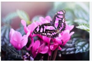18 Types of Pink Butterfly Species— Identification Guide - AMERICAN ...