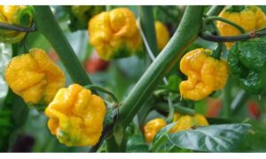 Pepper X: Origin, Heat, Flavor (Other Characteristics) & Cultivation ...