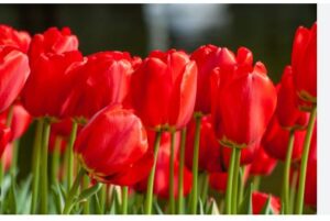 28 Types of Red Tulip Varieties (With Pictures) - AMERICAN GARDENER