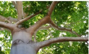 Kapok Tree (Ceiba pentandra): History, Identifying Characteristics ...