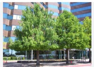 Montezuma Cypress (Taxodium mucronatum): Identifying Characteristics ...