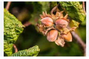 15 Types of Hazelnut Trees (With Pictures) - AMERICAN GARDENER