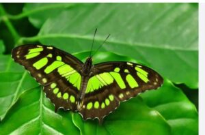 34 Types of Green Butterflies -(Identification Guide) - AMERICAN GARDENER
