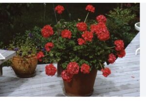 10 Types of Red Geranium Varieties (With Pictures) - AMERICAN GARDENER