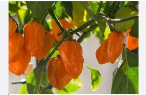 28 Types of Capsicums (With Pictures) - Identification Guide - AMERICAN ...