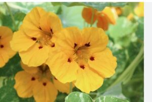10 Types of Yellow Geranium Varieties (With Pictures) - AMERICAN GARDENER