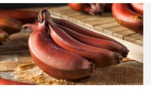 Red Bananas: History, Identifying Characteristics, Taste & Cultivation ...