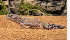 42 Types of Geckos (Their Identifying Characteristics & Pictures ...