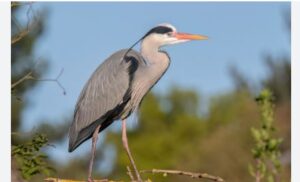 24 Types of Heron Bird Species (With Pictures) - Identification Guide ...