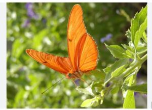 18 Types of Orange Butterfly Species— Identification Guide - AMERICAN ...