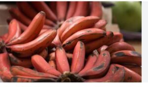 Red Bananas: History, Identifying Characteristics, Taste & Cultivation ...