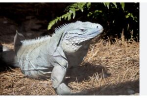 28 Different Types of Iguanas (With Pictures) - AMERICAN GARDENER