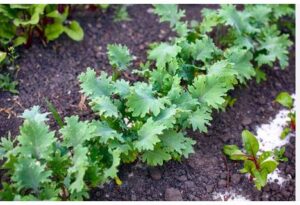 Baby Kale: Origin, Identifying Characteristics & Cultivation - AMERICAN ...