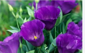 Lisianthus Flower: History, Identifying Characteristics, Cultivars ...