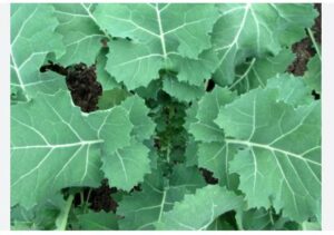 Premier Kale: Origin, Identifying Characteristics & Cultivation ...
