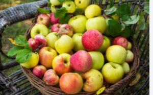 21 Types of Yellow Apples (And Their Identifying Characteristics ...