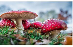 28 Types of Red Mushrooms And Their Identifying Characteristics ...