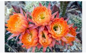 14 Cactus Plants With Orange Flowers – Identification Guide - AMERICAN ...