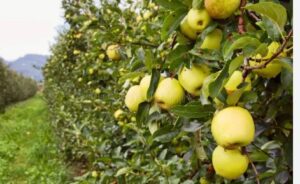21 Types of Yellow Apples (And Their Identifying Characteristics ...