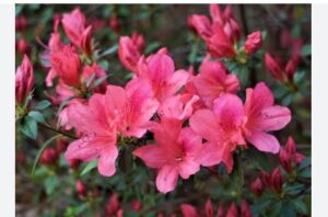 17 Azalea Bushes With Pink Flowers (Identification Guide) - AMERICAN ...