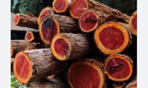 25 Types of Trees With Red Wood - AMERICAN GARDENER