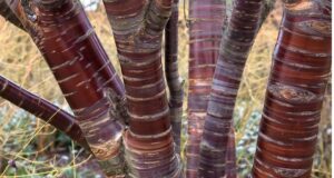21 Trees With Red Bark – Identification Guide - AMERICAN GARDENER