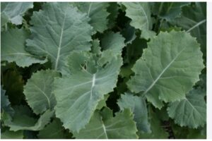 Premier Kale: Origin, Identifying Characteristics & Cultivation ...