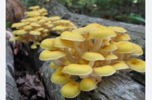24 Types of Yellow Mushroom Species (With Pictures) - AMERICAN GARDENER
