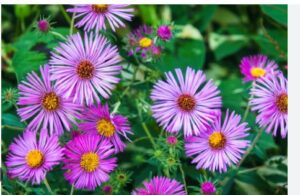 32 Types of Aster Flowers (With Pictures) - AMERICAN GARDENER
