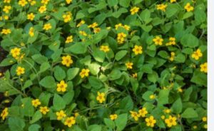 32 Yellow Flowering Perennial Ground Covers - AMERICAN GARDENER