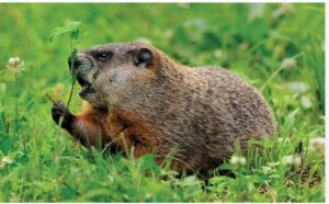 12 Different Species of Groundhogs - (Identification Guide) - AMERICAN ...
