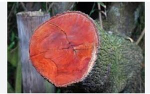 25 Types of Trees With Red Wood - AMERICAN GARDENER