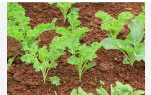 Baby Kale: Origin, Identifying Characteristics & Cultivation - AMERICAN ...