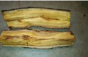 25 Types of Trees With Yellow Wood – Identification Guide - AMERICAN ...