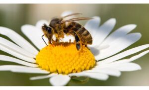 36 Nectar-Rich Flowers For Pollinators - AMERICAN GARDENER