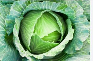 Green Cabbage: Origin, Identifying Characteristics & Cultivation ...