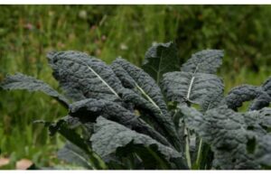Lacinato Kale: Origin, Identifying Characteristics & Cultivation ...
