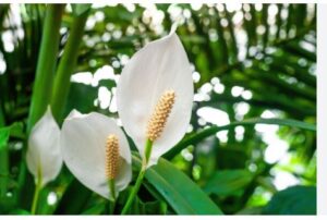 12 Flowers With 1 Petal (Very Rare) - AMERICAN GARDENER