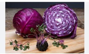 Red Cabbage: Origin, Identifying Characteristics & Cultivation ...