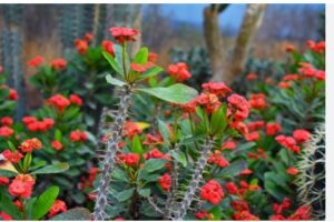 36 Flowers With Thorns – (Identification Guide With Pictures ...