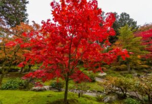 17 Trees With Red Leaves All Year Around - AMERICAN GARDENER