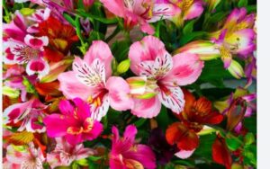 28 Colombian Flowers to Brighten Your Garden - AMERICAN GARDENER