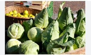 Pointed Cabbage: Origin, Identifying Characteristics & Cultivation ...